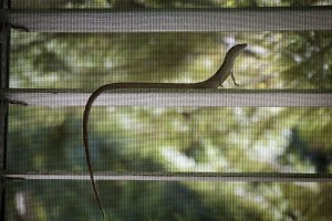 Peeping Lizard – PAC's Worlds