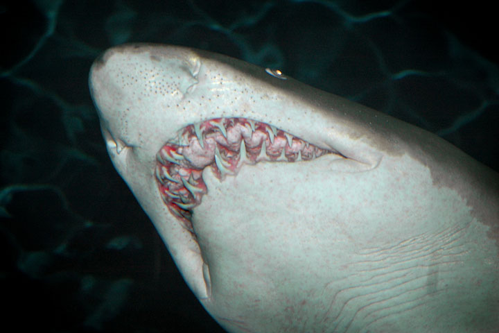 Sand Tiger Sharks At SeaWorld – PAC's Worlds