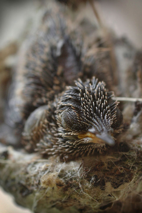 New Hummingbird Chick Pics – PAC's Worlds