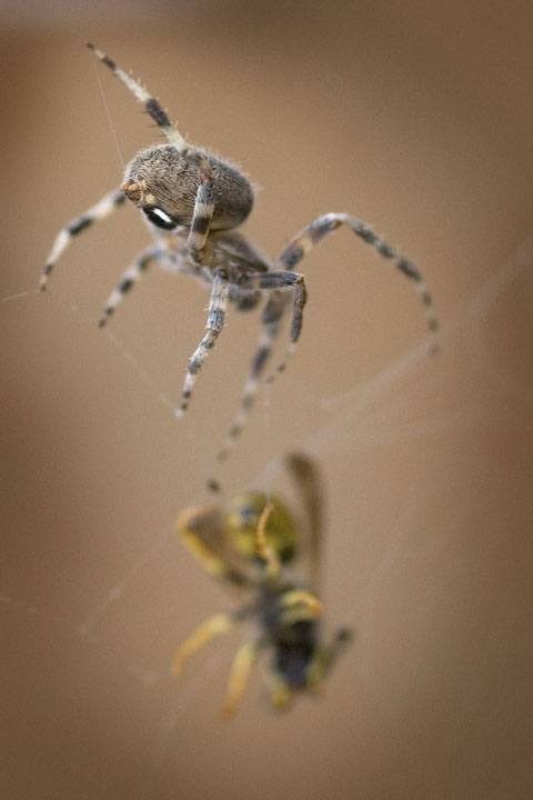 Arachnid Vs. Insect – PAC's Worlds