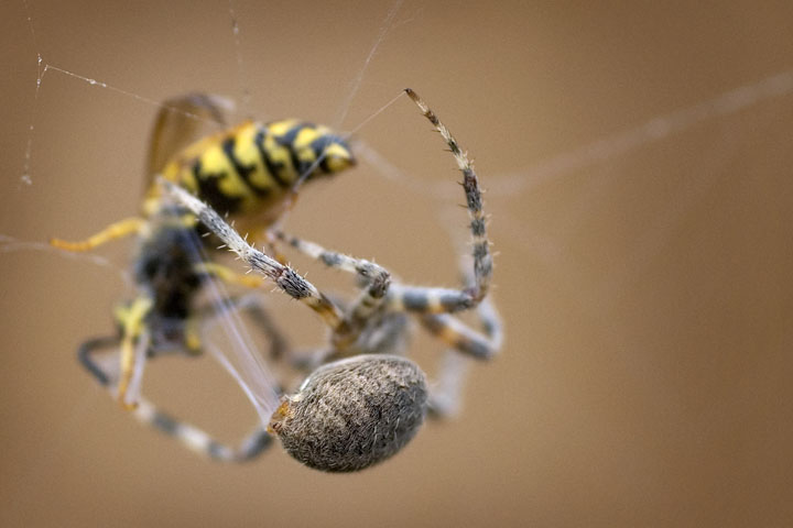 Arachnid Vs. Insect – PAC's Worlds