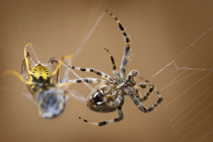 Arachnid Vs. Insect – PAC's Worlds
