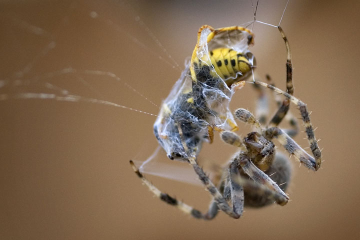 Arachnid Vs. Insect – PAC's Worlds