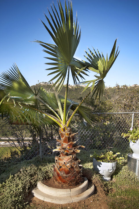 Palm Transplant – PAC's Worlds