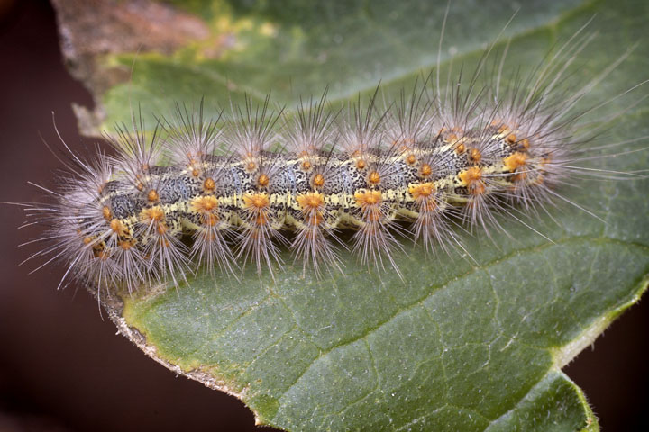 Fall Webworm Larva (Hyphantria Cunea) – PAC's Worlds