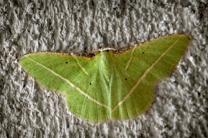 Emerald Geometer Moth – PAC's Worlds